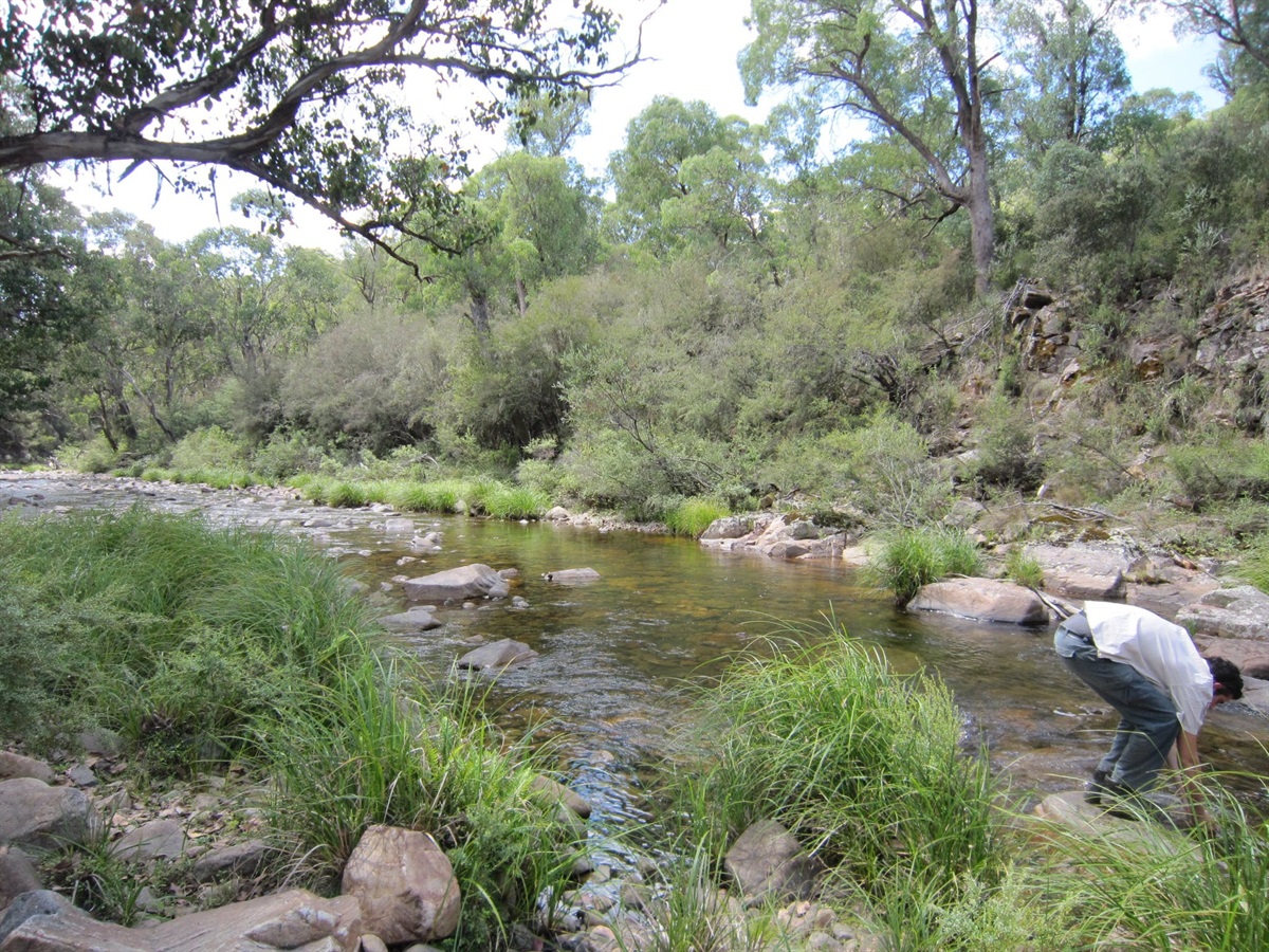 Pineapple Flat Camping Area Visit Wangaratta